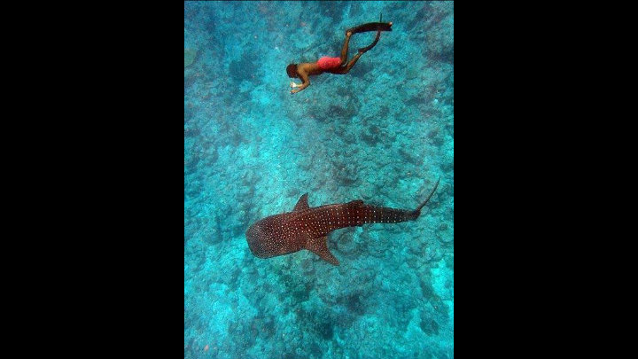 Whale shark sustains serious injuries from boat propellers – Minivan ...